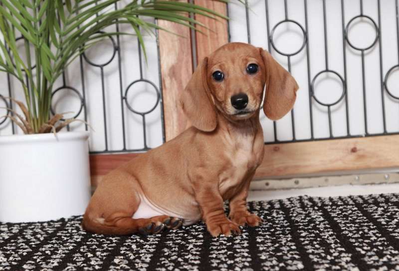 Dachshund Puppies for Sale in Florida