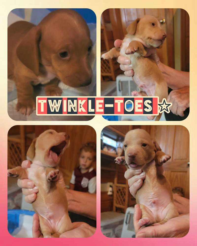 Cream Dachshund Puppies for Sale