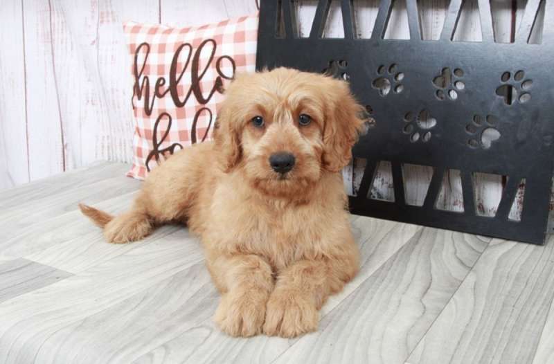 Medium Goldendoodle Puppies for Sale