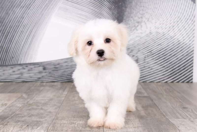 Havamalt Puppies for Sale