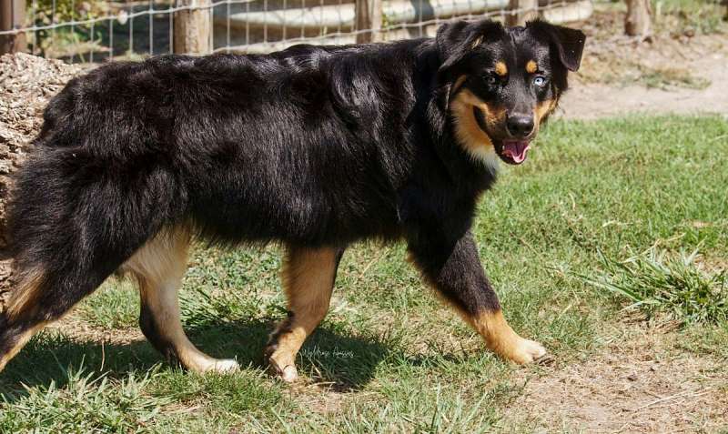 Australian Shepherd Puppies for Sale in Texas