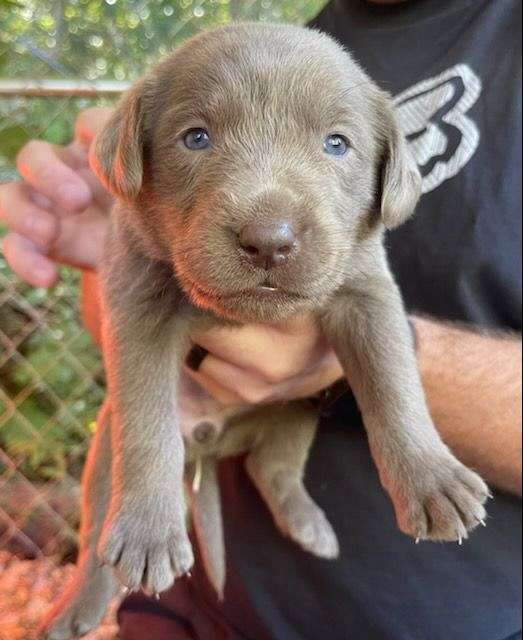 Labrador Retriever Puppies for Sale in North Carolina