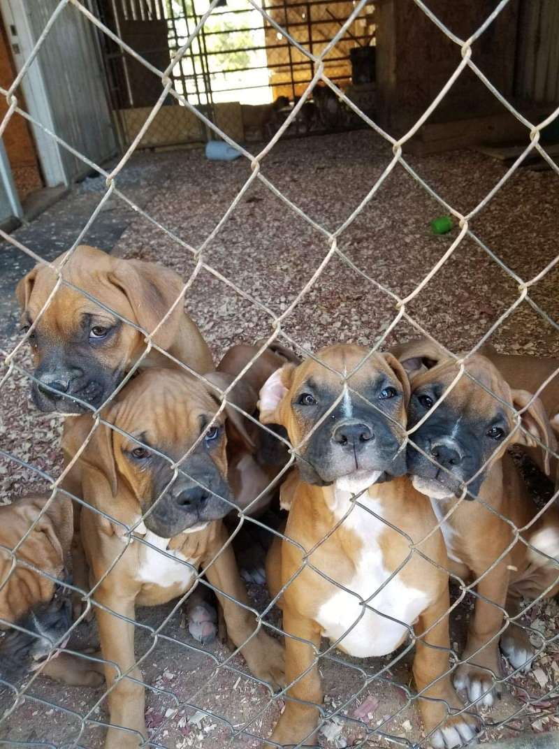Puppies for Sale in Kentucky