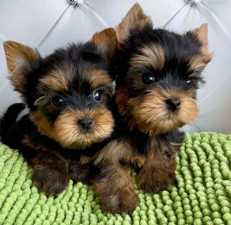 Yorkie Puppies for Sale in Washington