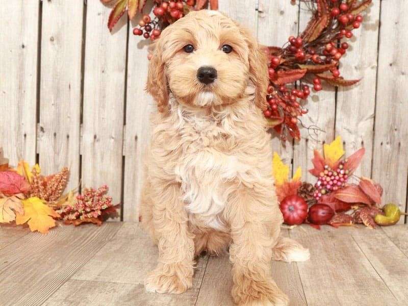 Browse South Carolina Dogs by Breed