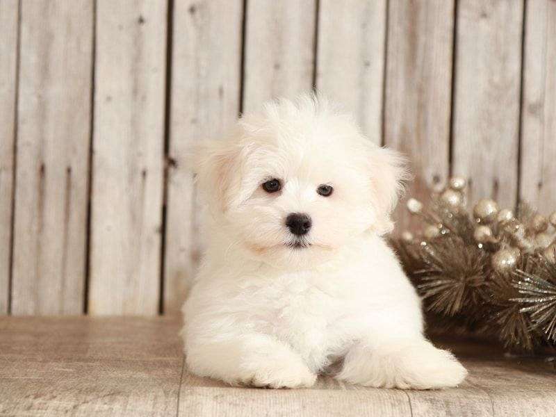 Havamalt Puppies for Sale