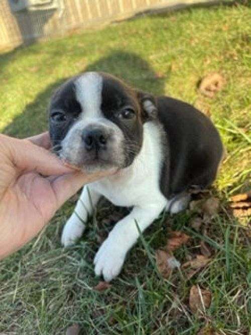 Boston Terrier Puppies for Sale in Ohio