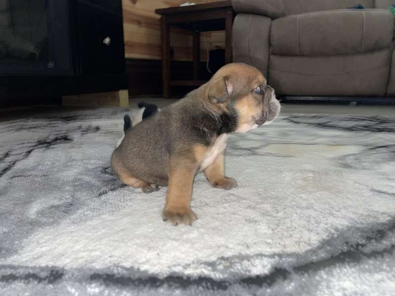 Sable Bulldog Puppies for Sale
