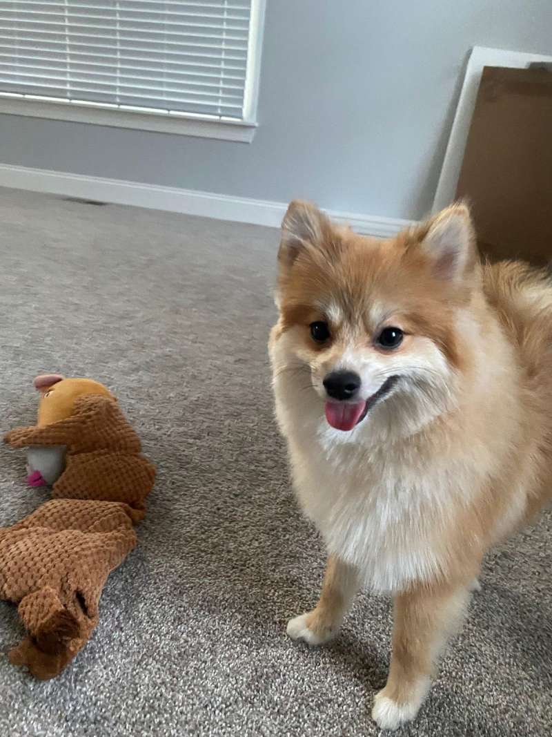 Pomeranian Puppies for Sale