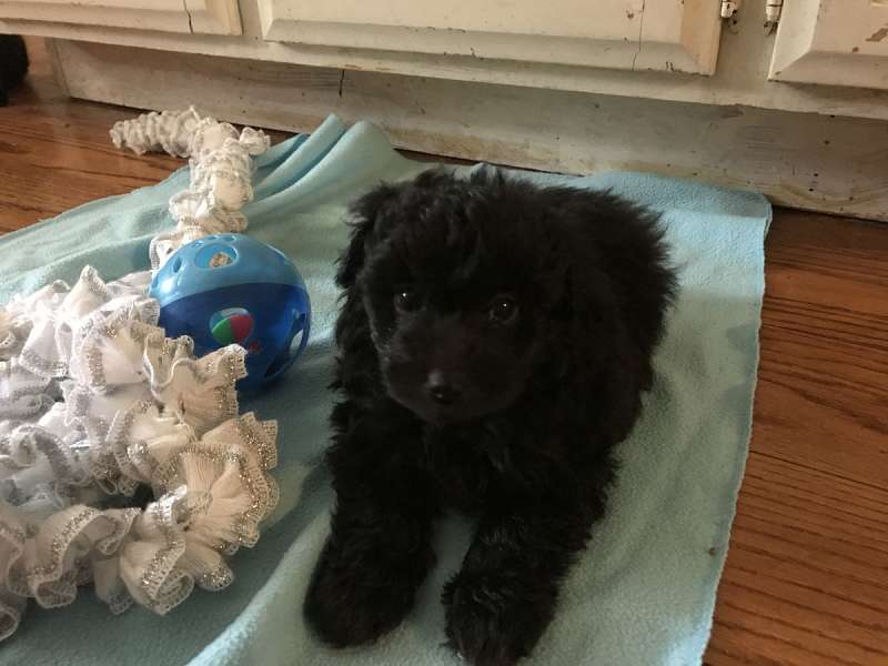 Pomapoo Puppies for Sale