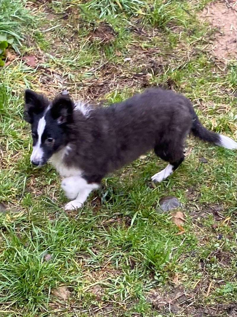 Sheltie Shepherd Puppies for Sale