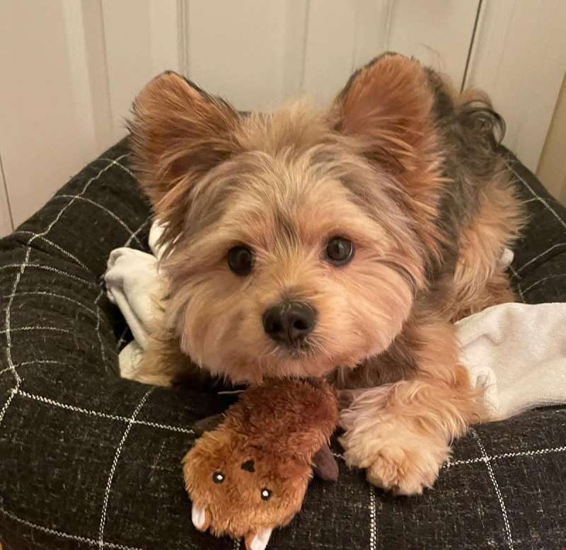 Yorkipoo Puppies for Sale