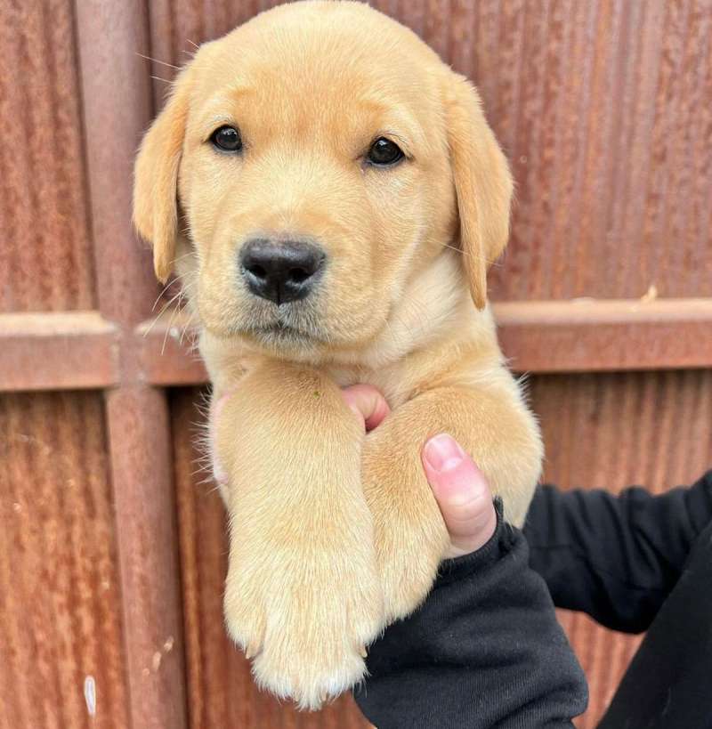 Labrador Retriever Puppies for Sale in New Jersey