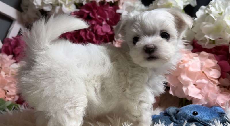 Maltese Puppies for Sale in Virginia
