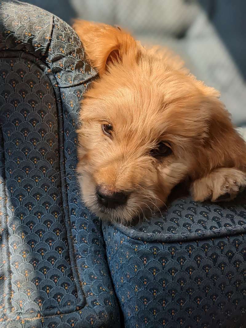 Champagne Puppies for Sale