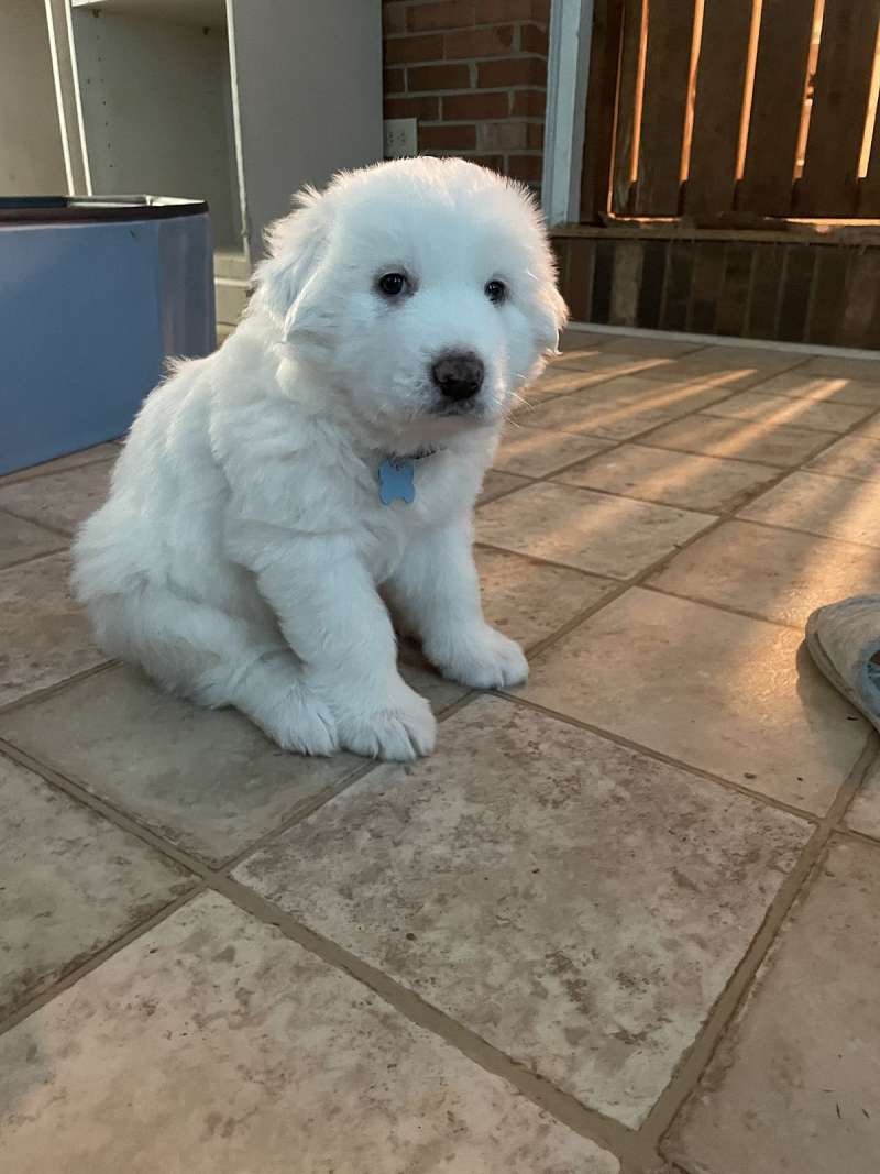 Dogs for Sale Under $200