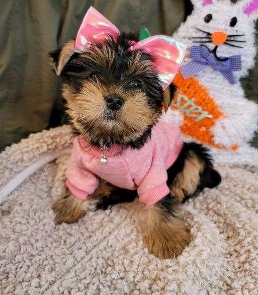 Yorkie Puppies for Sale