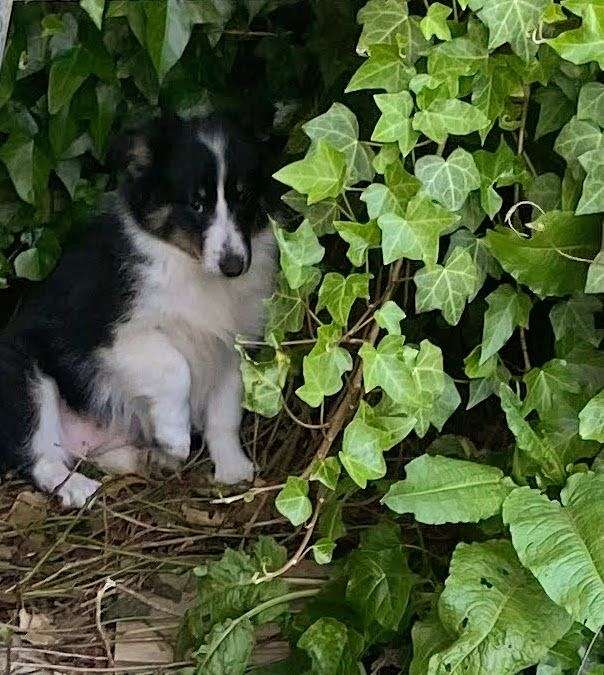 Female Sheltie Puppies for Sale