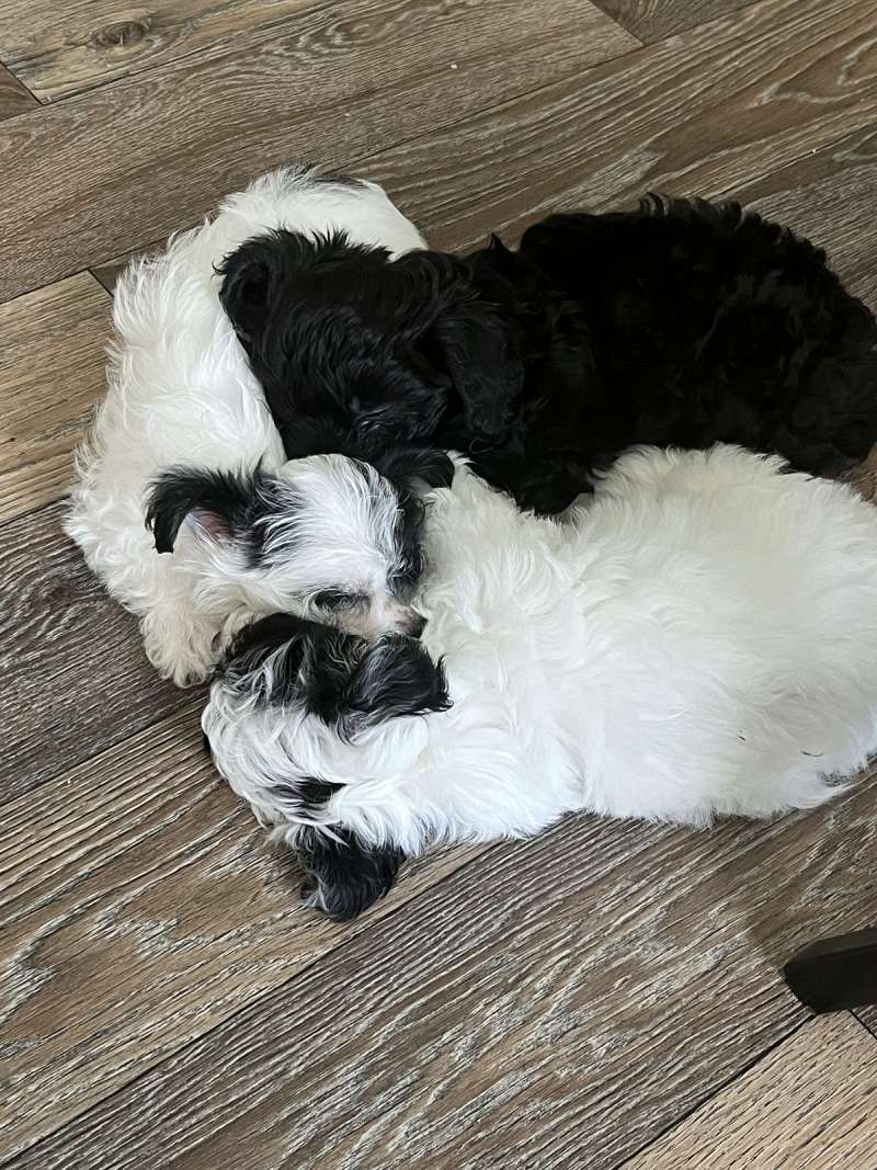White Yorkie Puppies for Sale