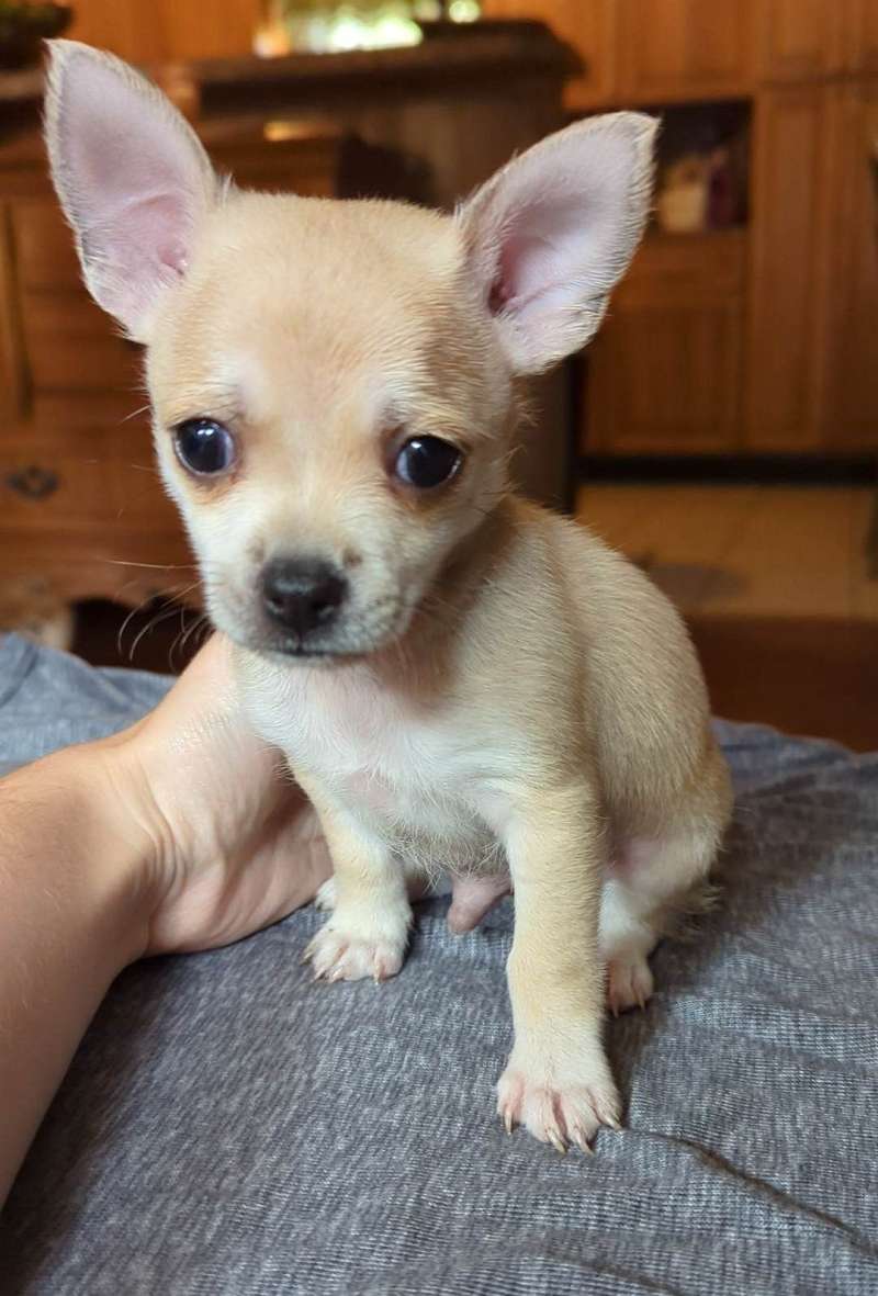 Chihuahua Puppies for Sale in North Carolina