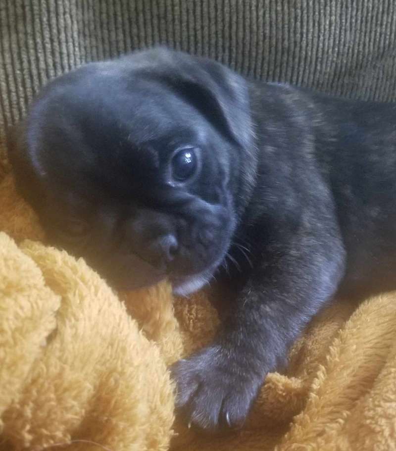 Buggs Puppies for Sale