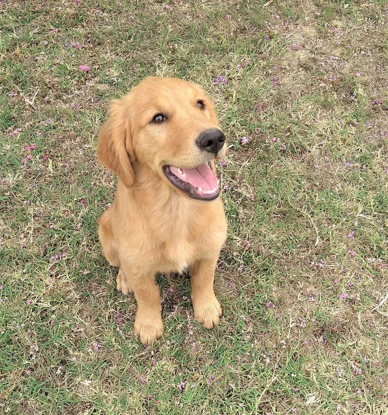 Mixed Golden Retriever Puppies for Sale