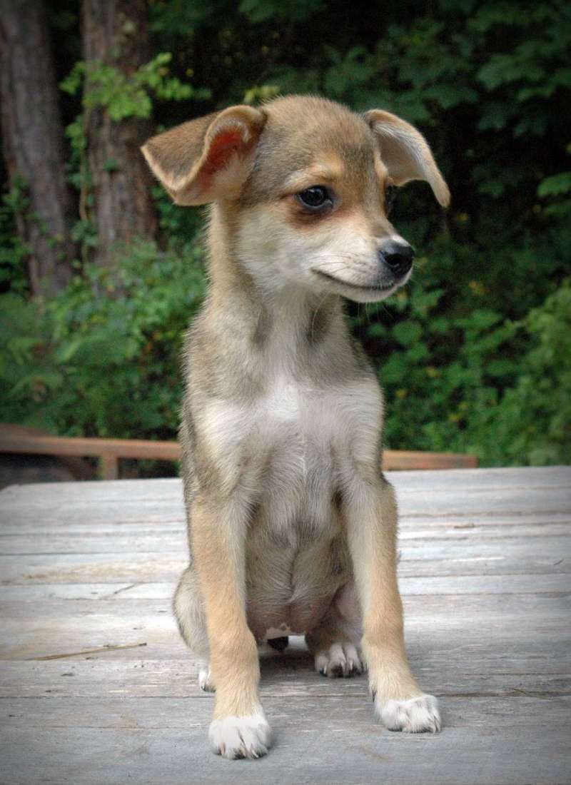 Borkie Puppies for Sale