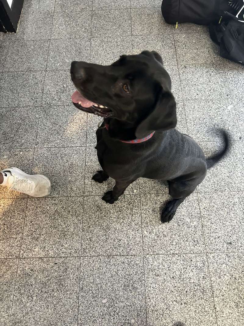 Dogs in Kingsville Texas