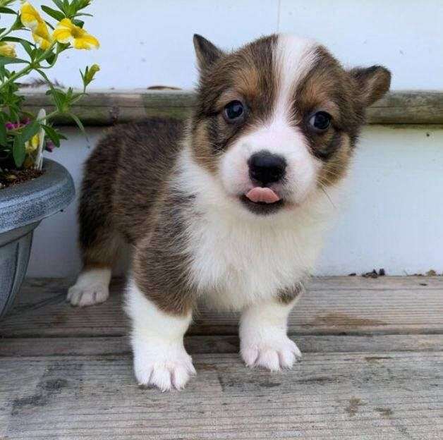 Mixed Corgi Puppies for Sale