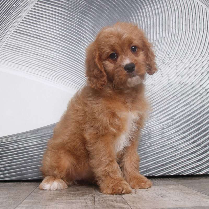 Female Cavapoo Puppies for Sale