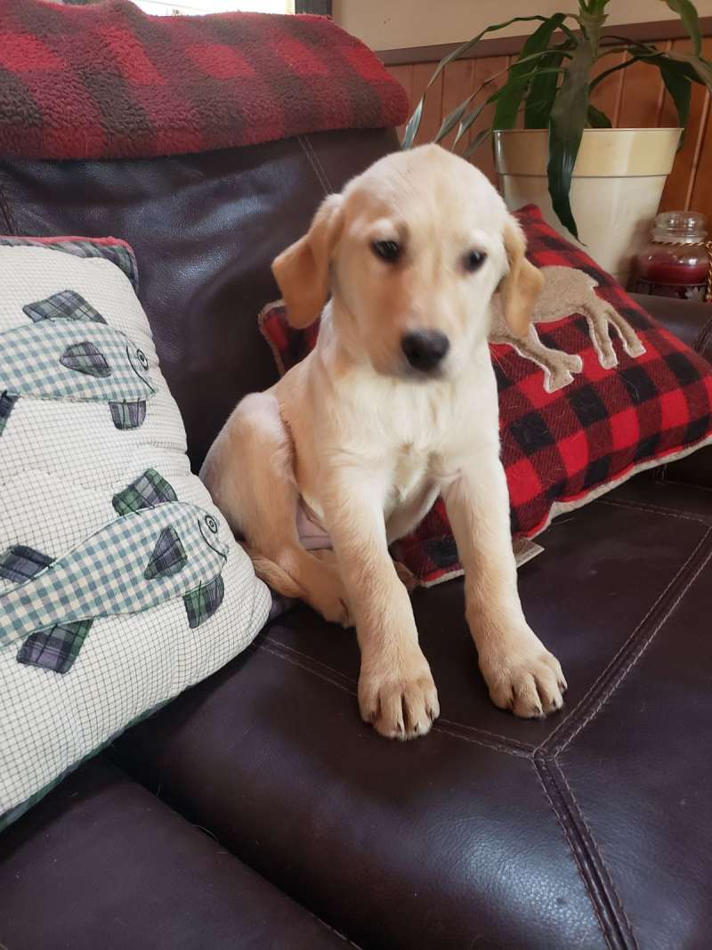 Mixed Labrador Retriever Puppies for Sale