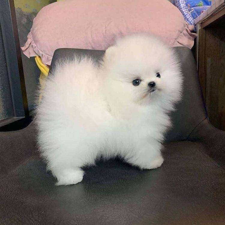 White Pomeranian Puppies for Sale