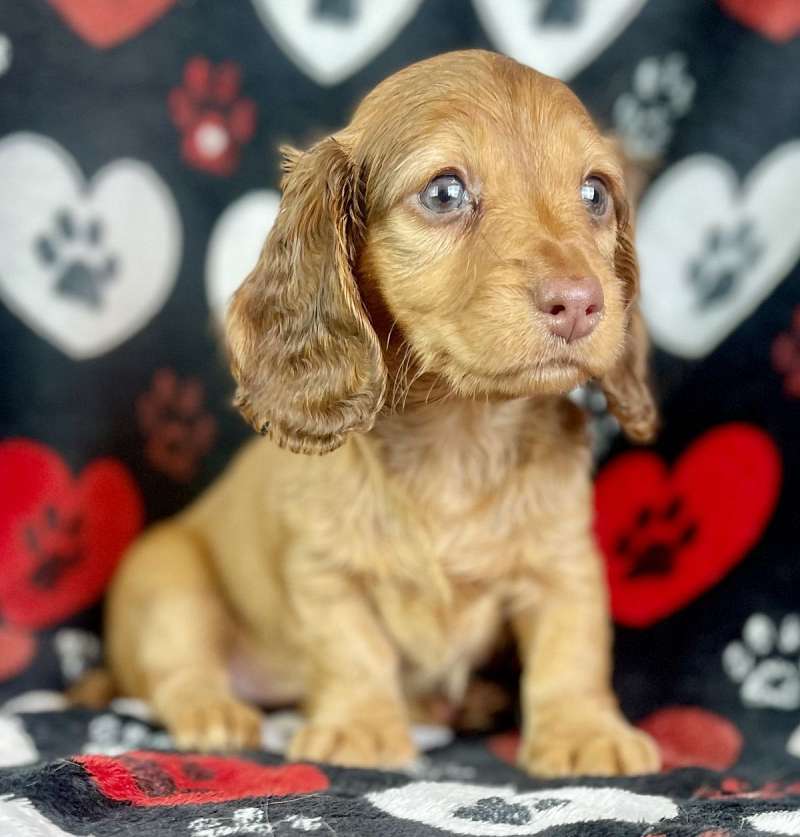 Female Dachshund Puppies for Sale