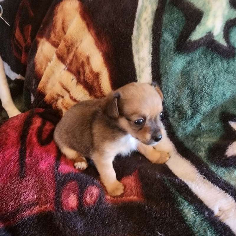 Chihuahua Puppies for Sale