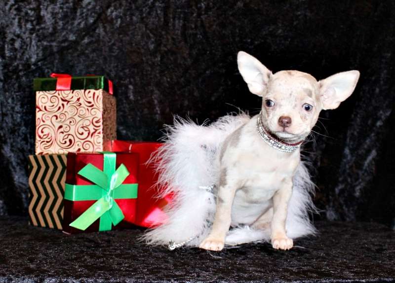 Stunning Apple Head Long and Short Coat Chihuahua Puppies, Exotic Colors