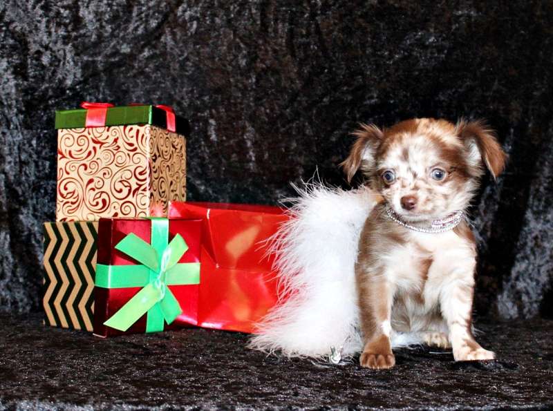 Stunning Apple Head Long and Short Coat Chihuahua Puppies, Exotic Colors