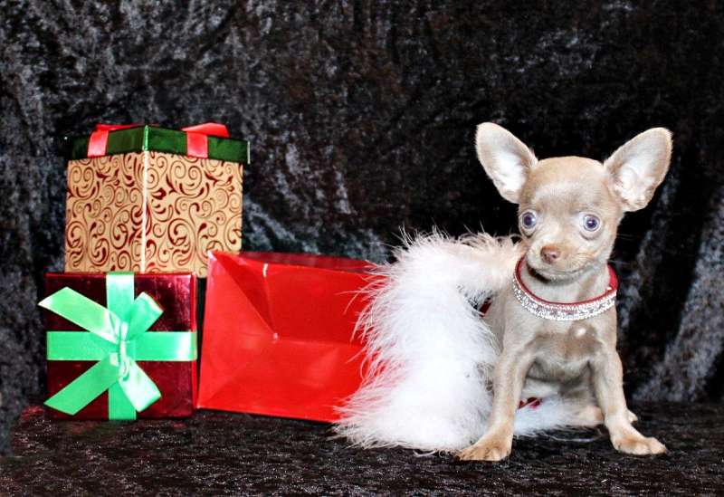 Stunning Apple Head Long and Short Coat Chihuahua Puppies, Exotic Colors