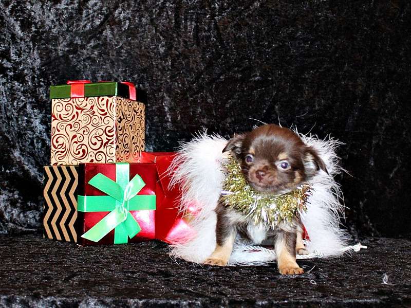 Stunning Apple Head Long and Short Coat Chihuahua Puppies, Exotic Colors