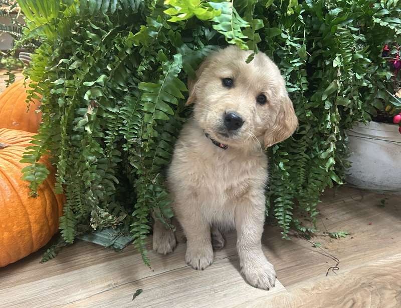 Golden Retriever Pups
