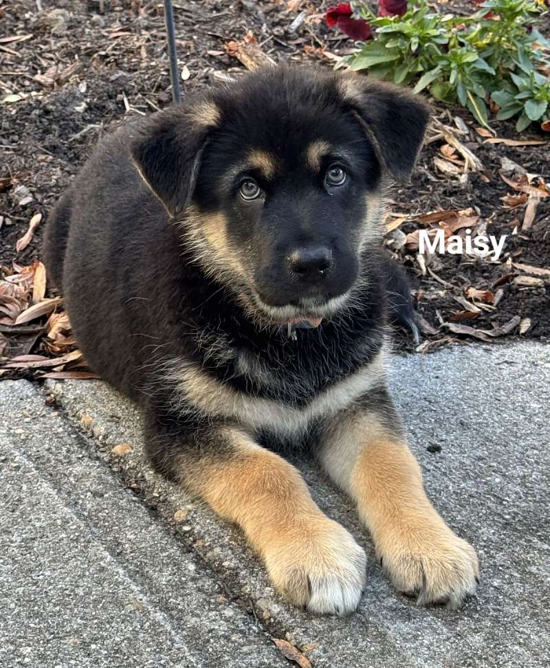 Alaskan Shepherd Puppies Available – Hand Raised & Well Loved